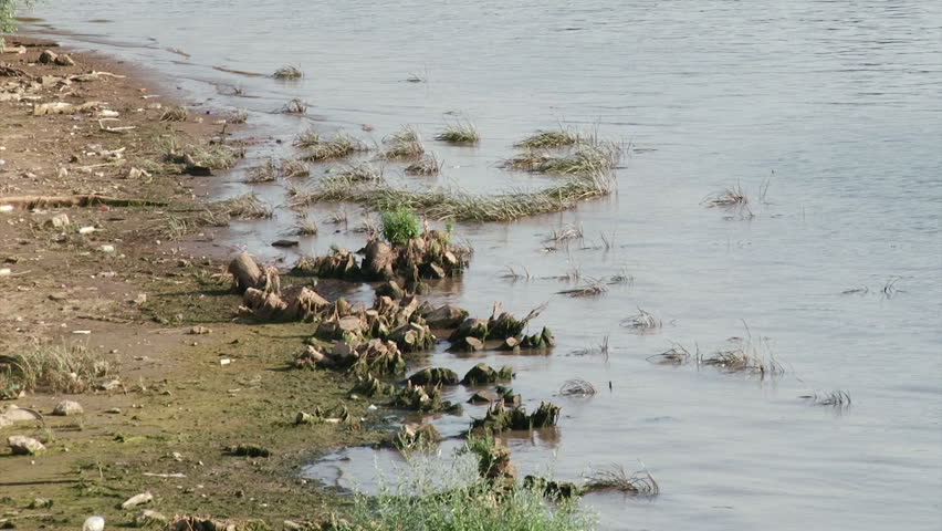 African Giant Bullfrogs (Pyxicephalus Adspersus) Mating And Fighting In ...