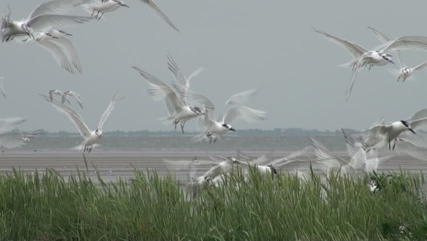 Seagulls Protect Their Youngsters in Stock Footage Video (100% Royalty ...