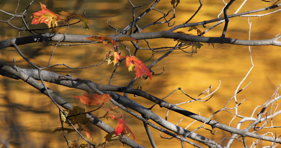 Dry Leaves On Tree In Autumn Forest. Few Leaves On Tree. Autumn Oak ...
