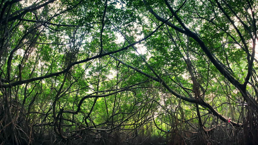 Mangrove Forest Canopy. Green Trees Stock Footage Video (100% Royalty ...