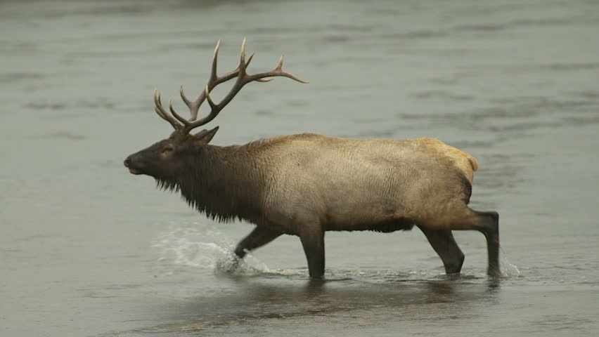 Elk with Huge Rack of Stock Footage Video (100% Royalty-free) 2543390 ...