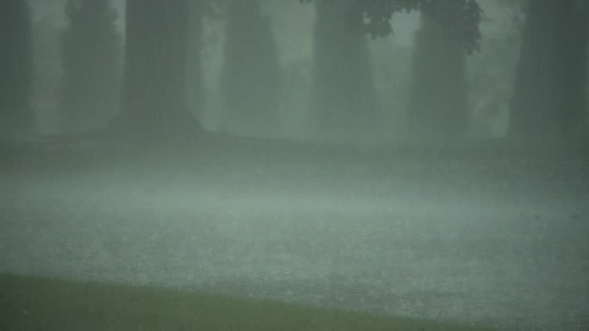 Stock video of heavy rain storm on tree leaves | 2545460 | Shutterstock