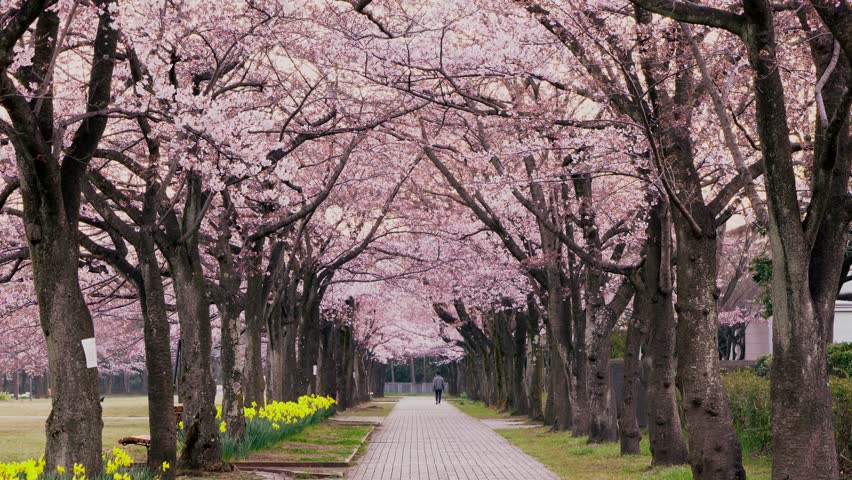 Pavement With Cherry Blossom In Spring, China. A Young Couple Walking ...