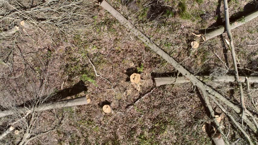Aerial Top Down View Flying Forwards Over Destroyed Cut Forest Showing ...