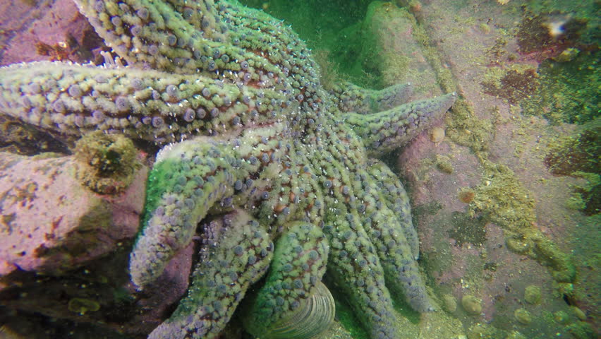 Green Starfish in the ocean image - Free stock photo - Public Domain ...
