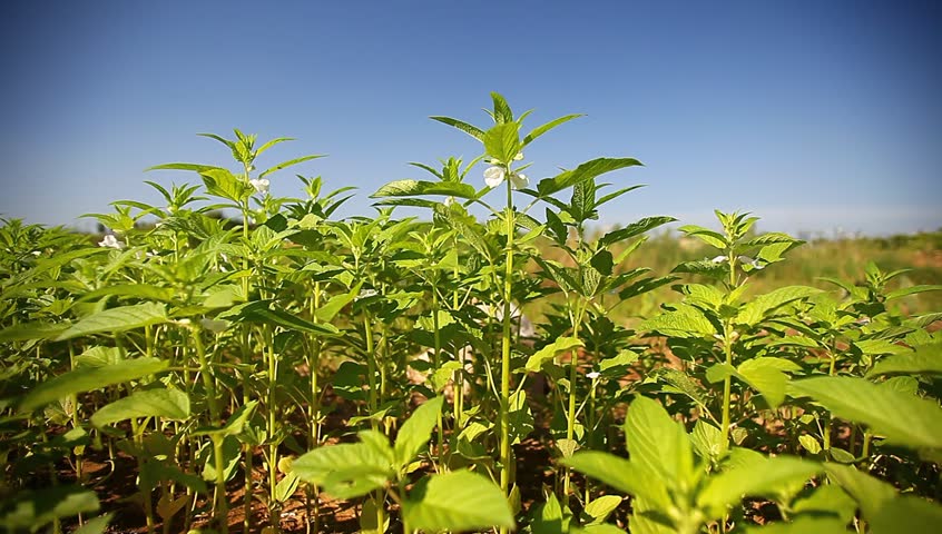 Sesame Farm Land With Growing Sesame Plant And Blooming Sesame Flowers ...