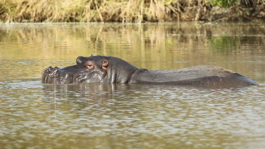 Large Hippo Bull (hippopotamus Amphibius) Stock Footage Video (100% ...