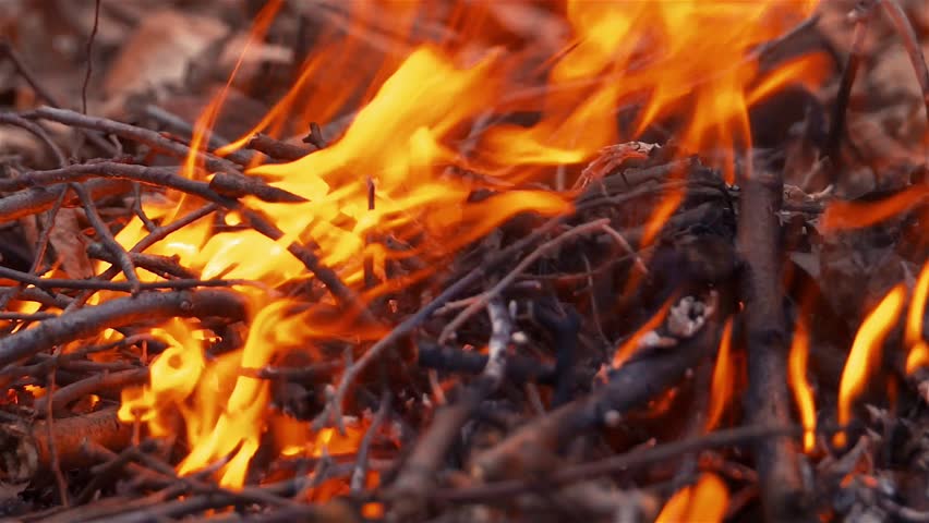 Burning Little Twigs. Video Close Up Footage Of Burning Twigs And Fire ...