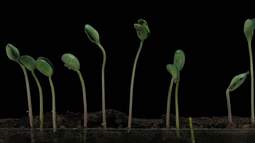 Seed Growing Stock Video Footage - 4K and HD Video Clips | Shutterstock