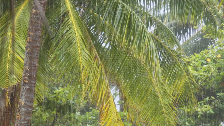 Palm Trees Under Rain On Tropical Island. HD, 1920x1080. Stock Footage ...