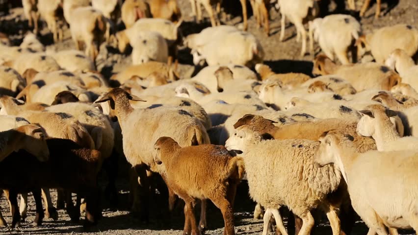 Sheep Herd Moving. Flock of Stock Footage Video (100% Royalty-free ...