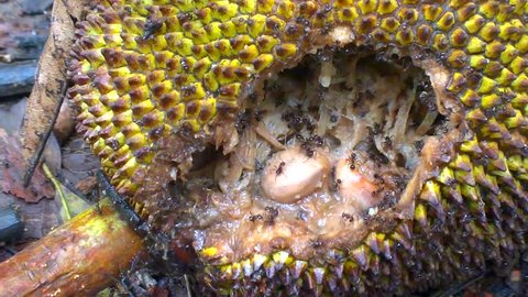 Jackfruit Stock Video Footage - 4K and HD Video Clips | Shutterstock