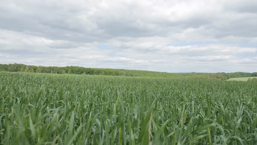 An Overhead Cloudy View Of The Large Open Corn Field Where You Can See ...