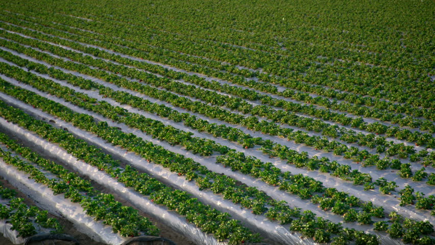 Rows of Fresh Green Crops Stock Footage Video (100% Royalty-free ...