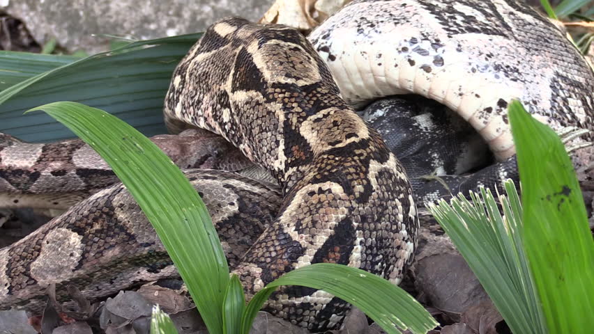 2010s: Extreme Close Up Of A Python Eating An Iguana Whole. Stock ...