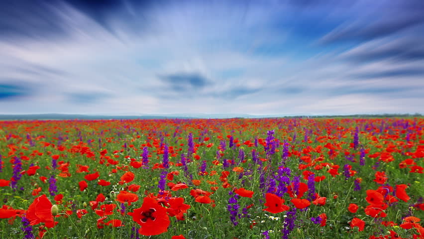 Sun Spring Aerial Field Green Rural View Wheat Countryside Crop ...
