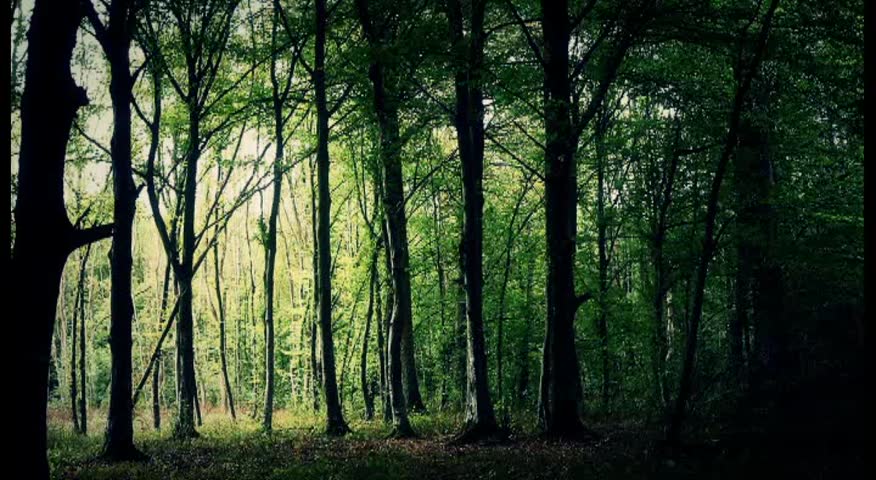 Stock Video Clip of Mysterious forest | Shutterstock