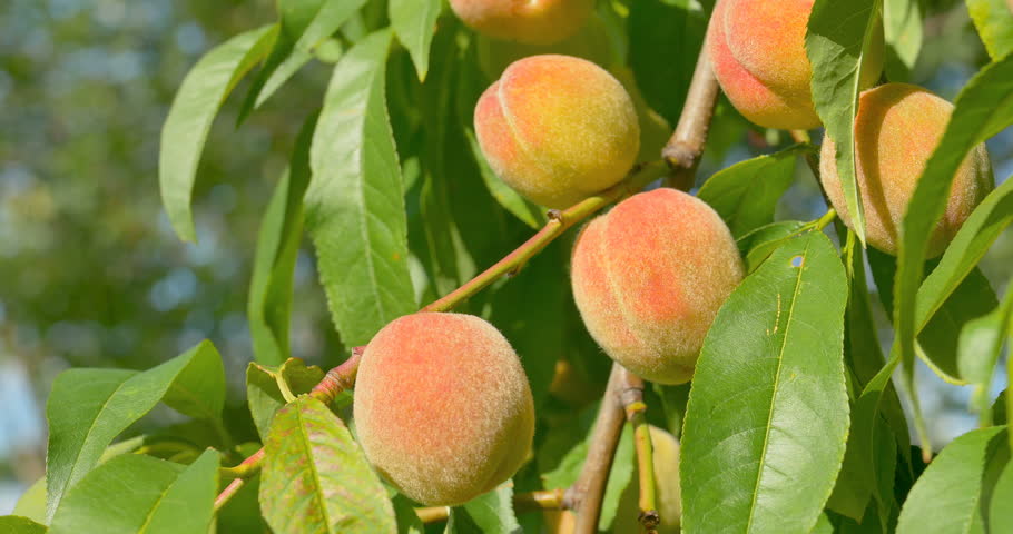 Peaches With Ants Shaking On The Summer Wind In The Light Of The Sun ...