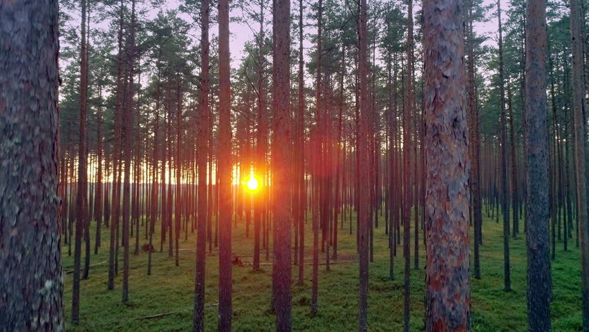 Beautiful Nature, Pristine Forest with Stock Footage Video (100% ...