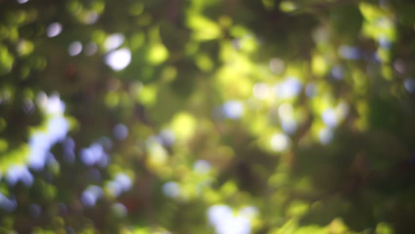 Panning Over Blurred Tree Branch. Abstract Spring Background. Green ...