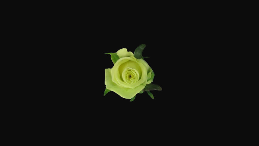 Seamless Rotating Time-lapse Of Opening And Closing Green Jade Rose 2r4 ...