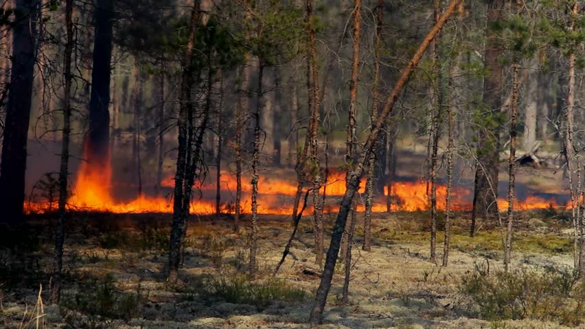 Forest Ground Fire In California. Threatening Rapid, Scorched Earth ...