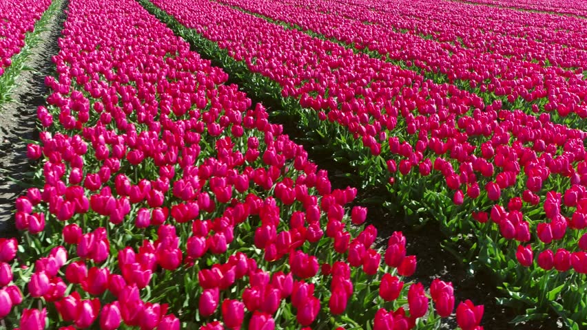 Farm And Floral Beauty With Tulips And Flowers In Fields, Lisse ...