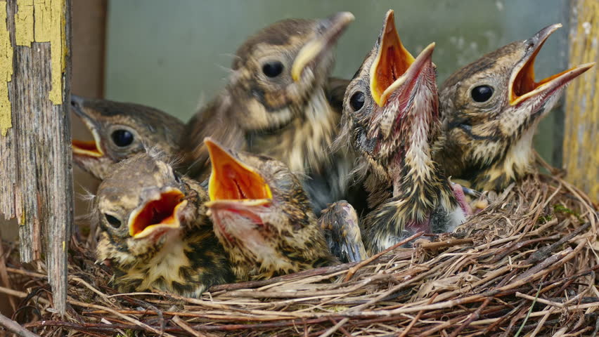 Thrush Chicks Suddenly Spring and Stock Footage Video (100% Royalty ...