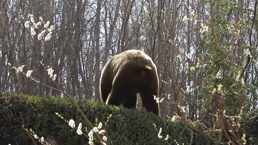 Bear Cub Standing Up image - Free stock photo - Public Domain photo ...