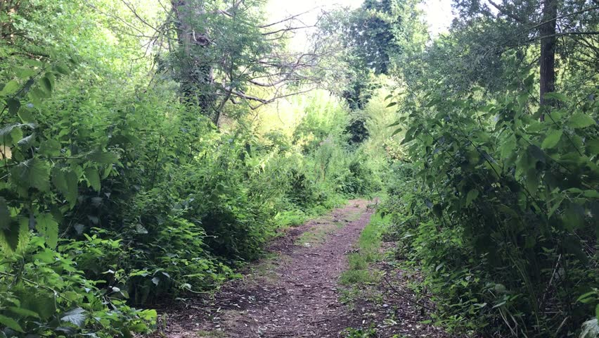 Empty Path Stock Footage Video (100% Royalty-free) 30332710 | Shutterstock