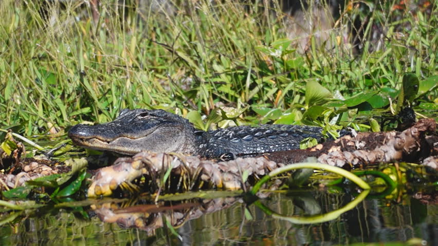 Eastern Diamondback Rattle Snake Eating Hatchling Alligator Stock ...