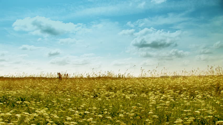 Lonely Tree On Green Meadow Against Blue Sky Background Stock Footage ...