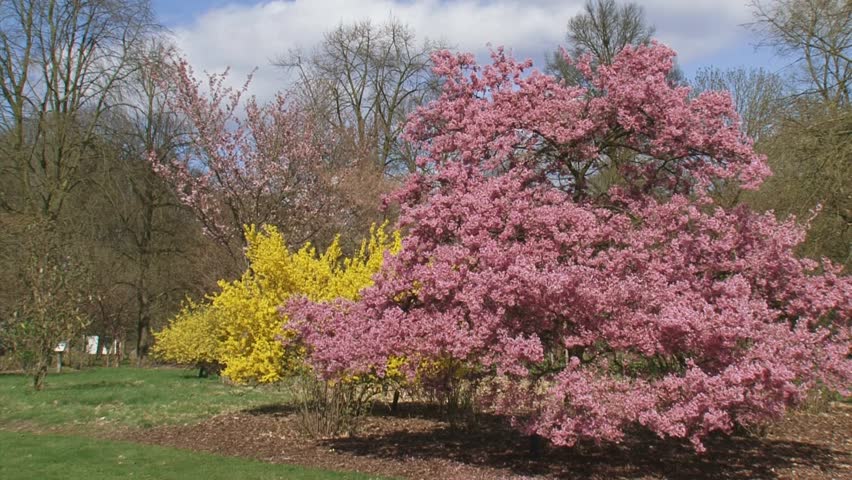 「prunus 'okame' cherry blossoms pink with」の動画素材 | 3056530 | Shutterstock