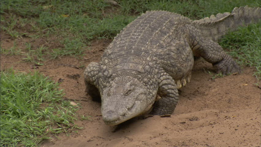 Crocodile Walking to the Water Stock Footage Video (100% Royalty-free ...