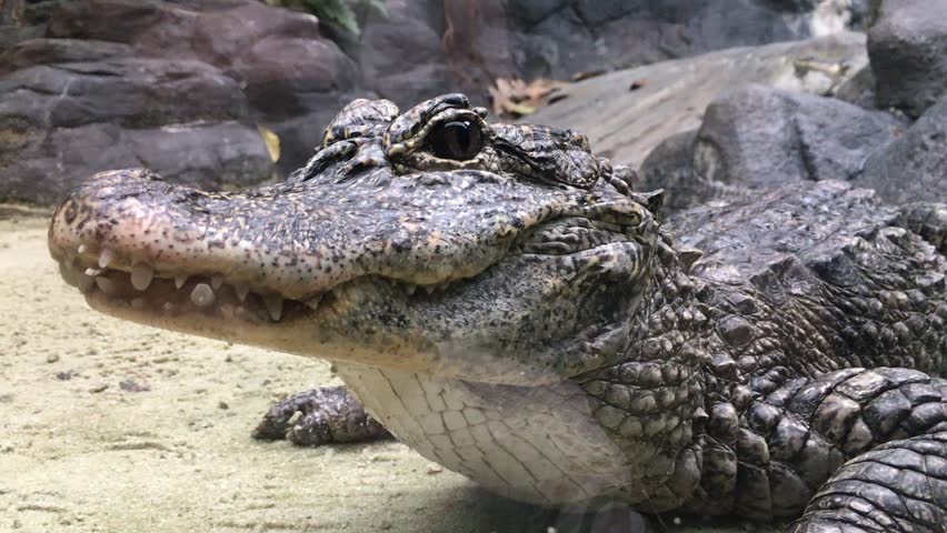 Chinese Alligator image - Free stock photo - Public Domain photo - CC0 ...