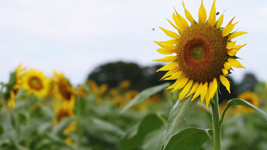 Sunflower Middle Shot Shallow Focus Center Position 2017.08.23 In Tokyo ...