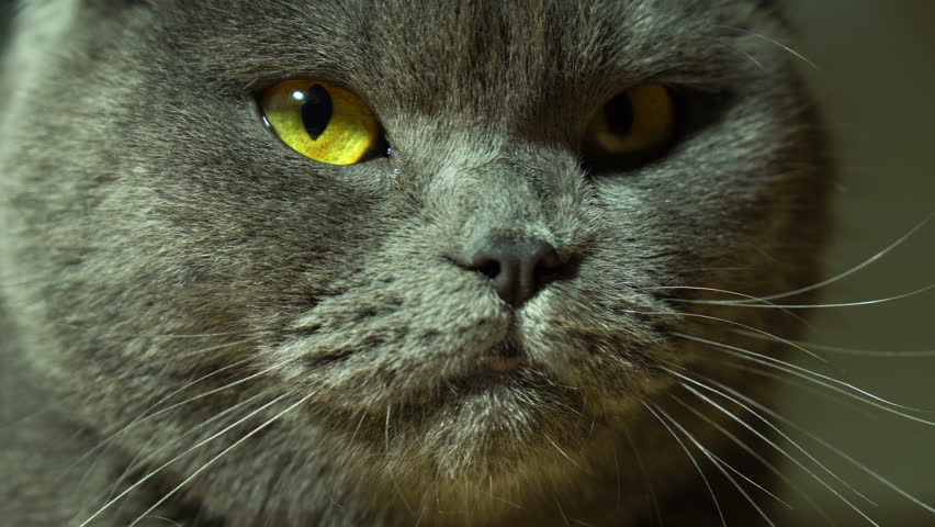 Angry Female Cat Close up Stock Footage Video (100% Royalty-free ...