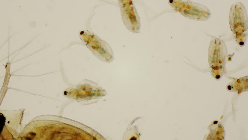 Water Flea Daphnia Bugguidenet
