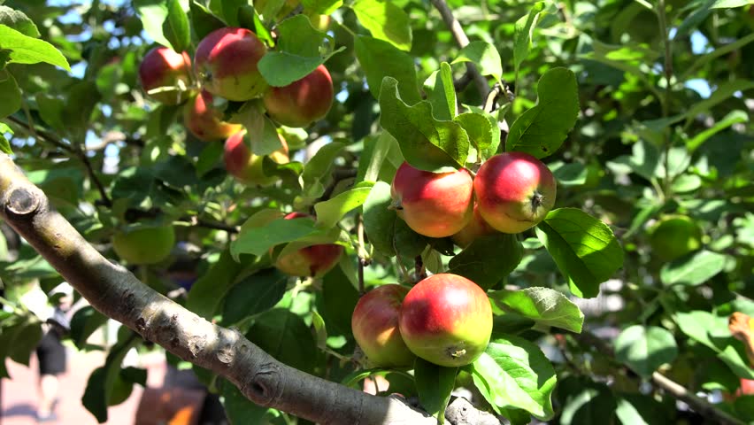 Vertical PAN Of Close Up Of Apples In A Tree. Apples Trees Of Marpha ...