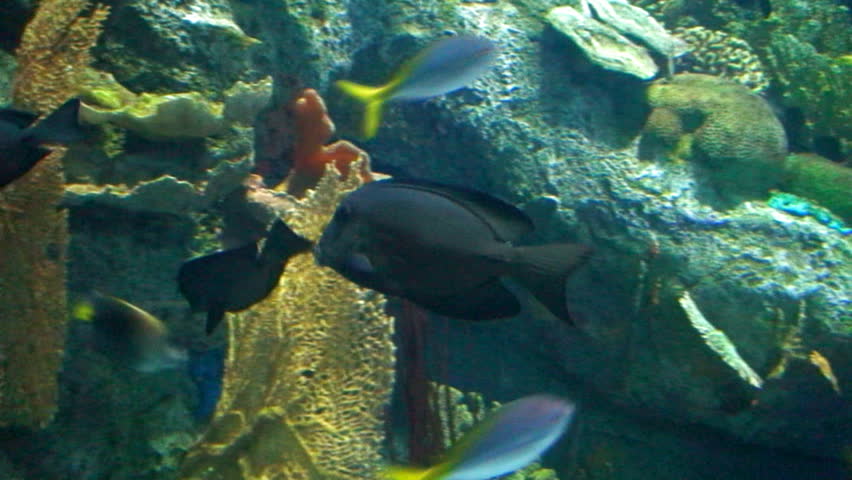 Sea Life Sharks Fish Reef Stock Footage Video (100% Royalty-free ...