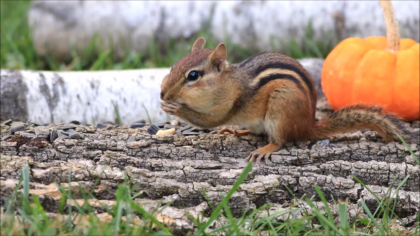 Eastern Chipmunk image - Free stock photo - Public Domain photo - CC0 ...