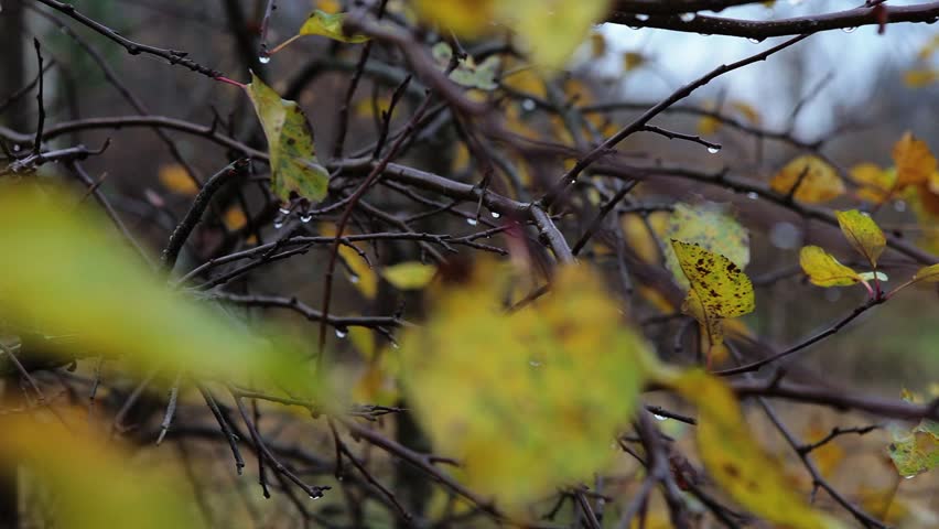 Autumn Trees After the Rain Stockvideos & Filmmaterial (100 % ...