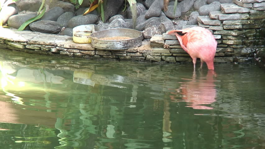 Pink Flamingo And Turtle In The Green Pond Stock Footage Video 318643 ...