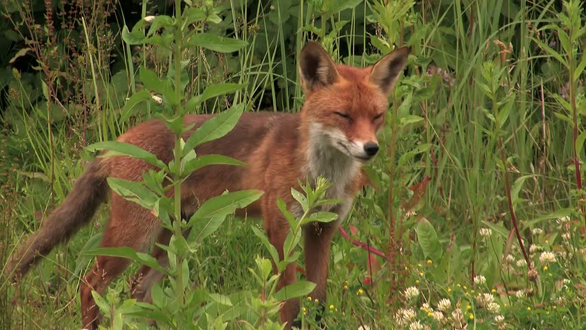 「Wildlife Red Fox Father Walking」の動画素材（完全ロイヤリティフリー）31940830 | Shutterstock