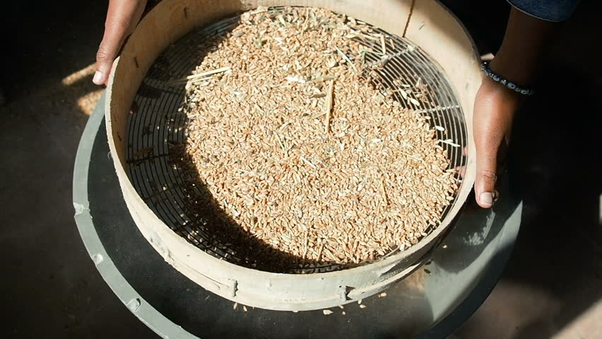 White Wheat Grains in Farmer Stock Footage Video (100% Royalty-free ...