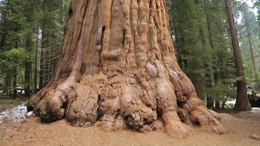 Sequoia Tree Forest at Sequoia National Park, California image - Free ...