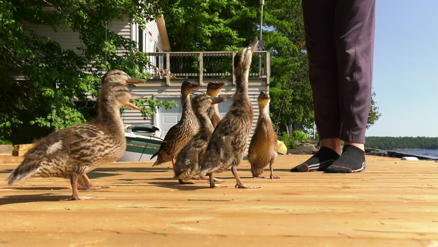 Mallard Quacking in Flight image - Free stock photo - Public Domain ...