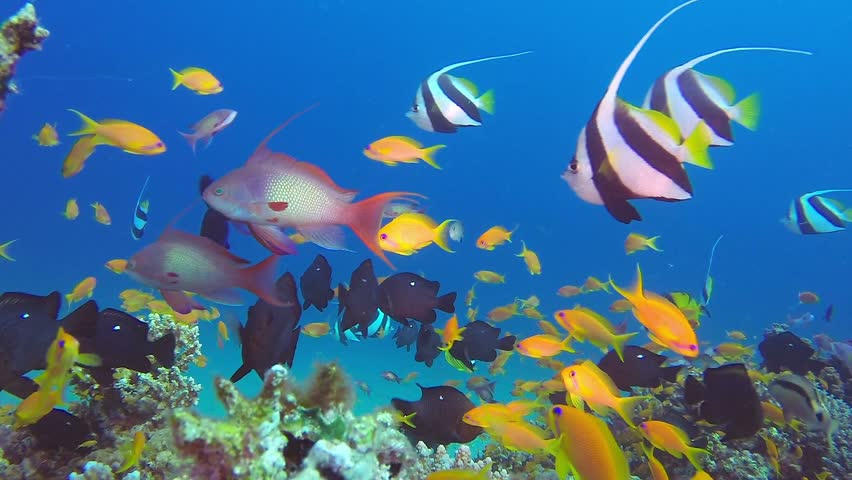 Reef And Beautiful Fish. Underwater Life In The Ocean. Tropical Fish ...