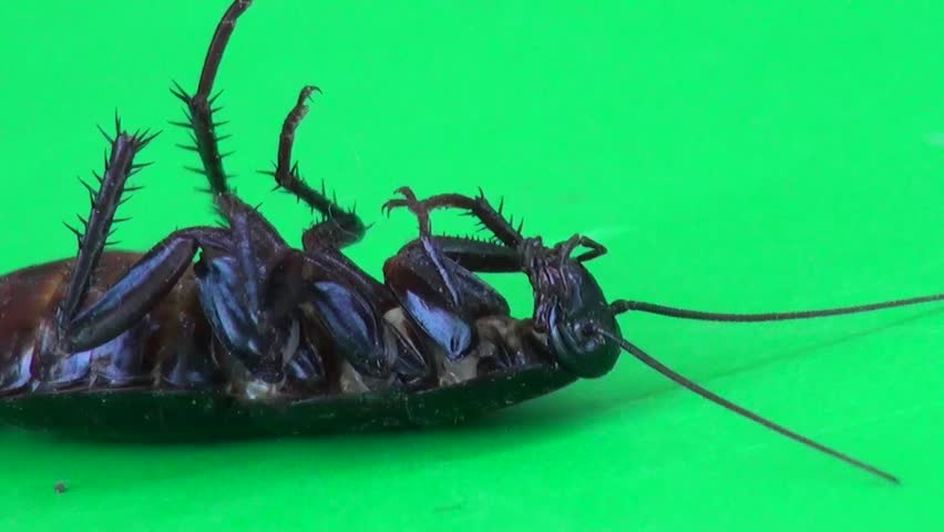 Cockroach Lying On A Green Screen On It's Back Stock Footage Video ...