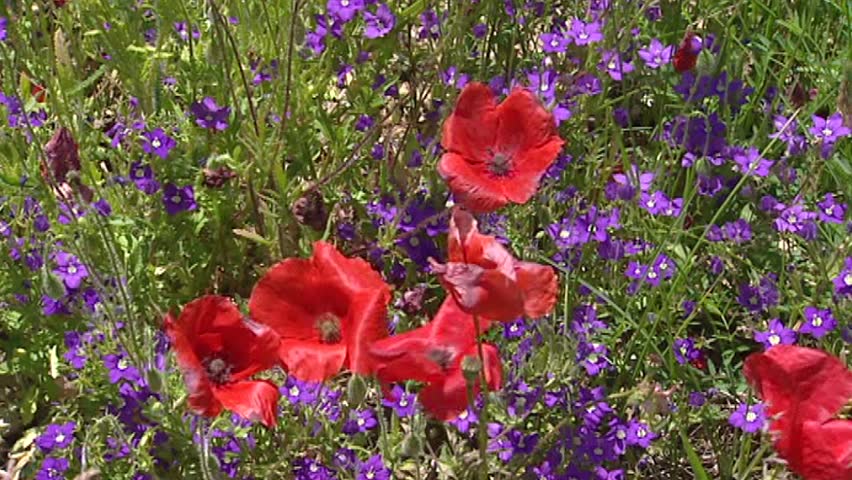 Stock video of provence, france: alpine meadow with poppies | 3232720 ...